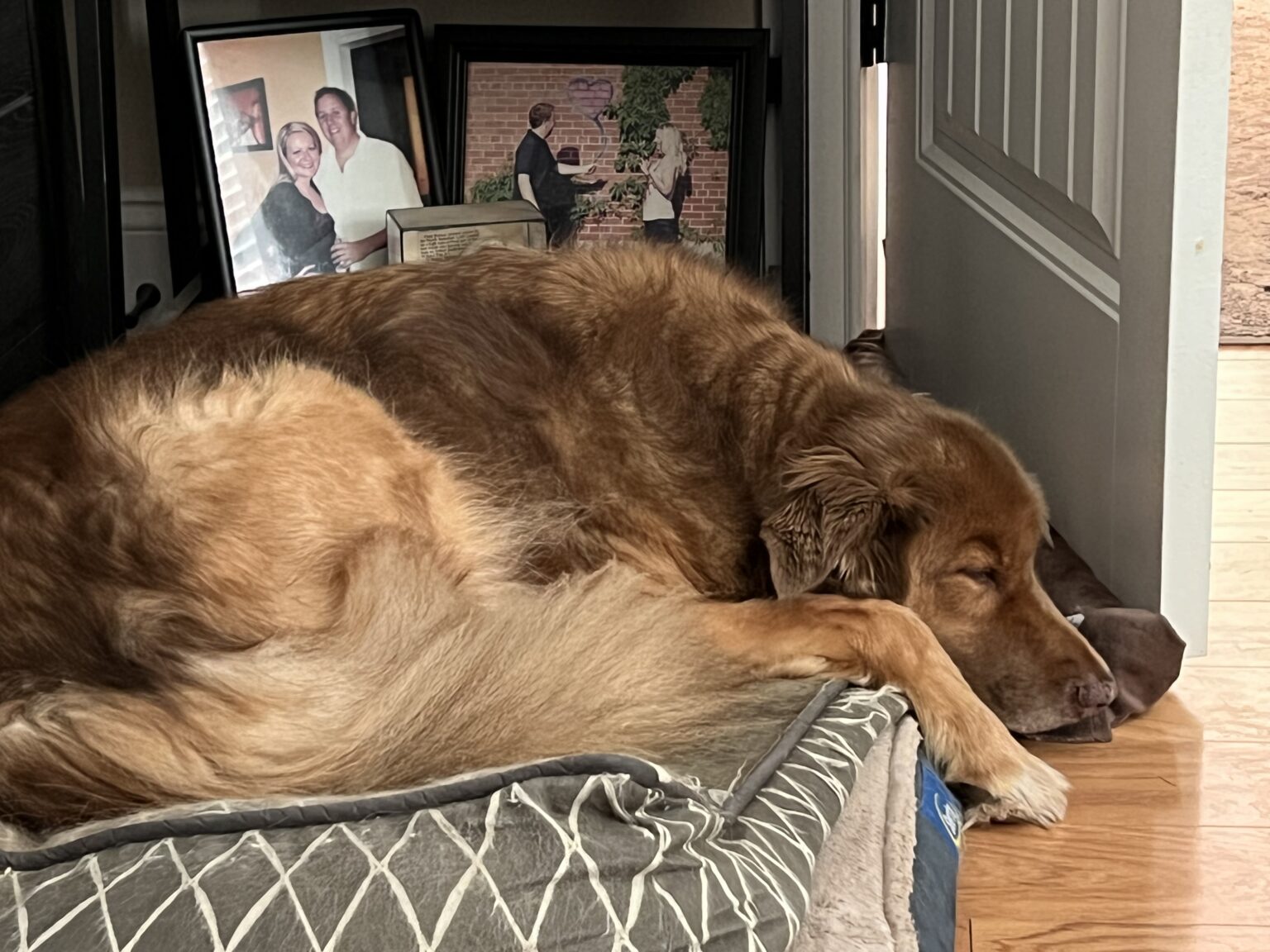 Road Home Rescue – Helping dogs find their way home.