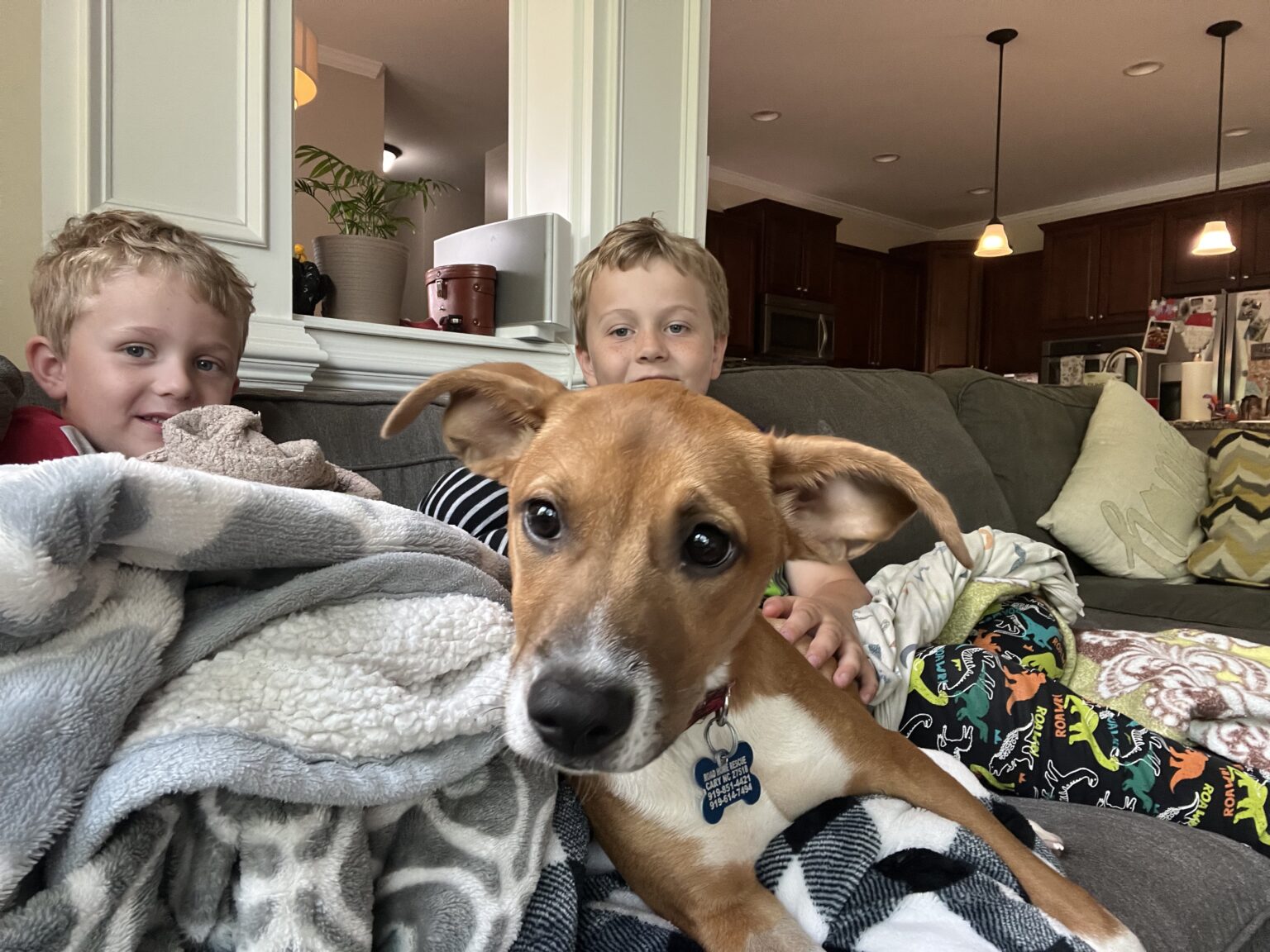 Road Home Rescue – Helping dogs find their way home.