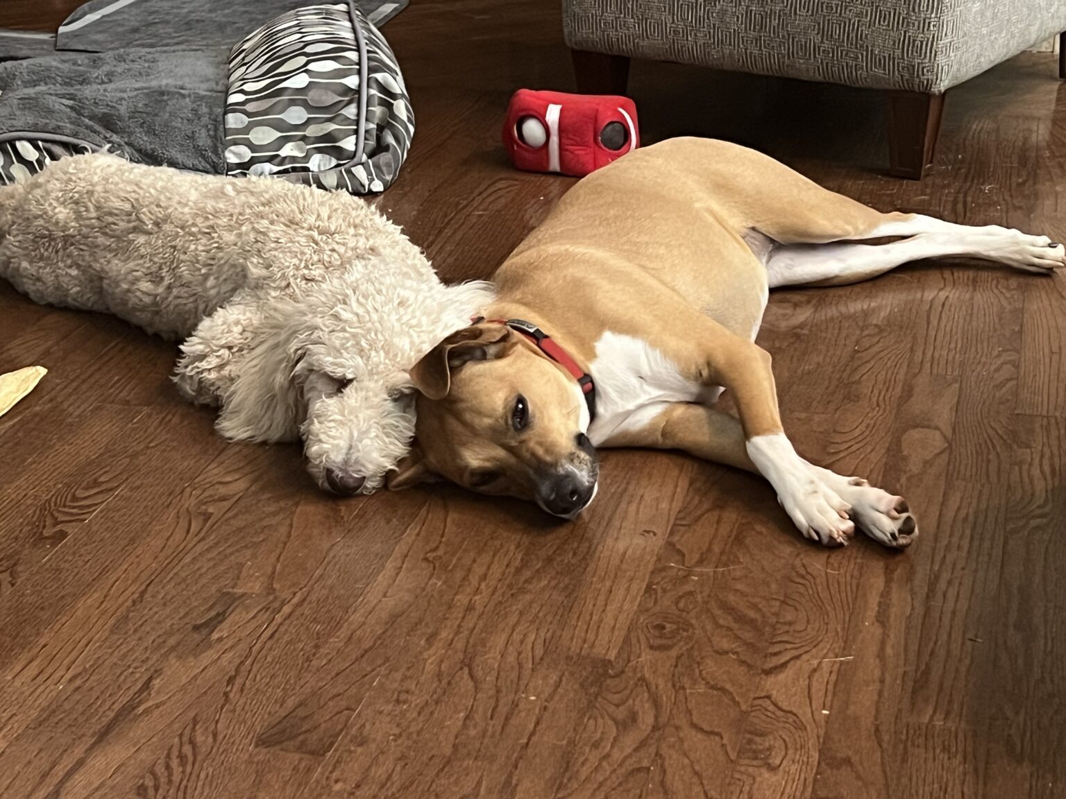 Road Home Rescue – Helping dogs find their way home.